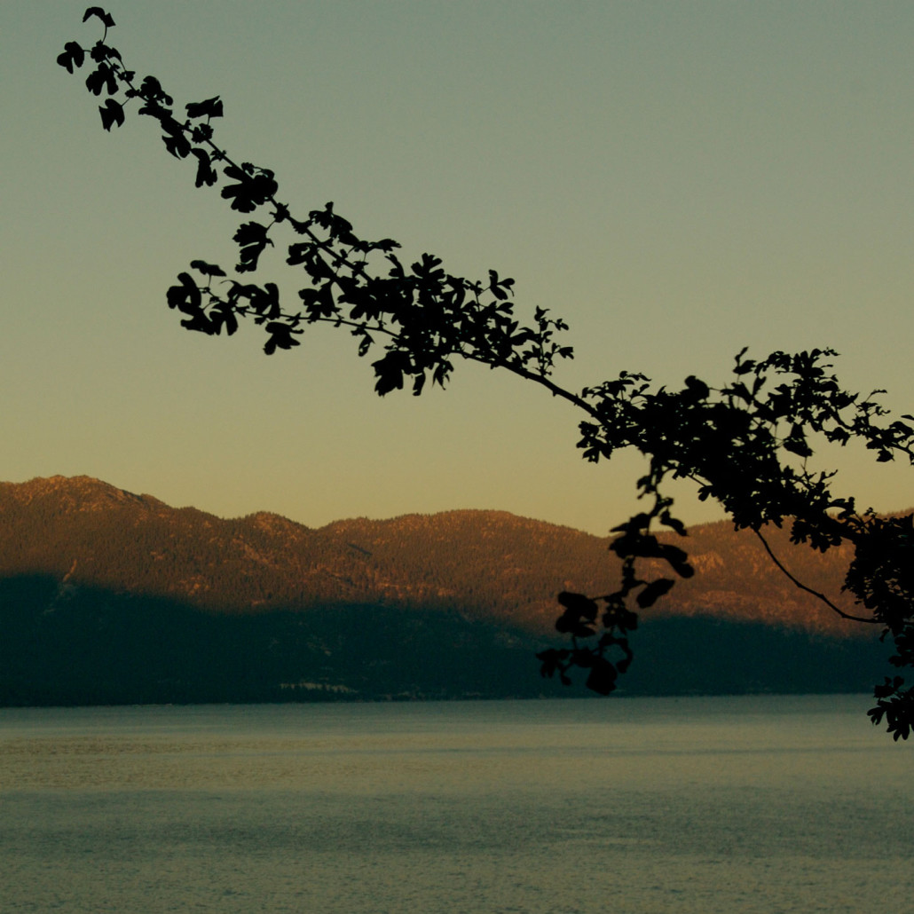 branch – Silver Sage Center